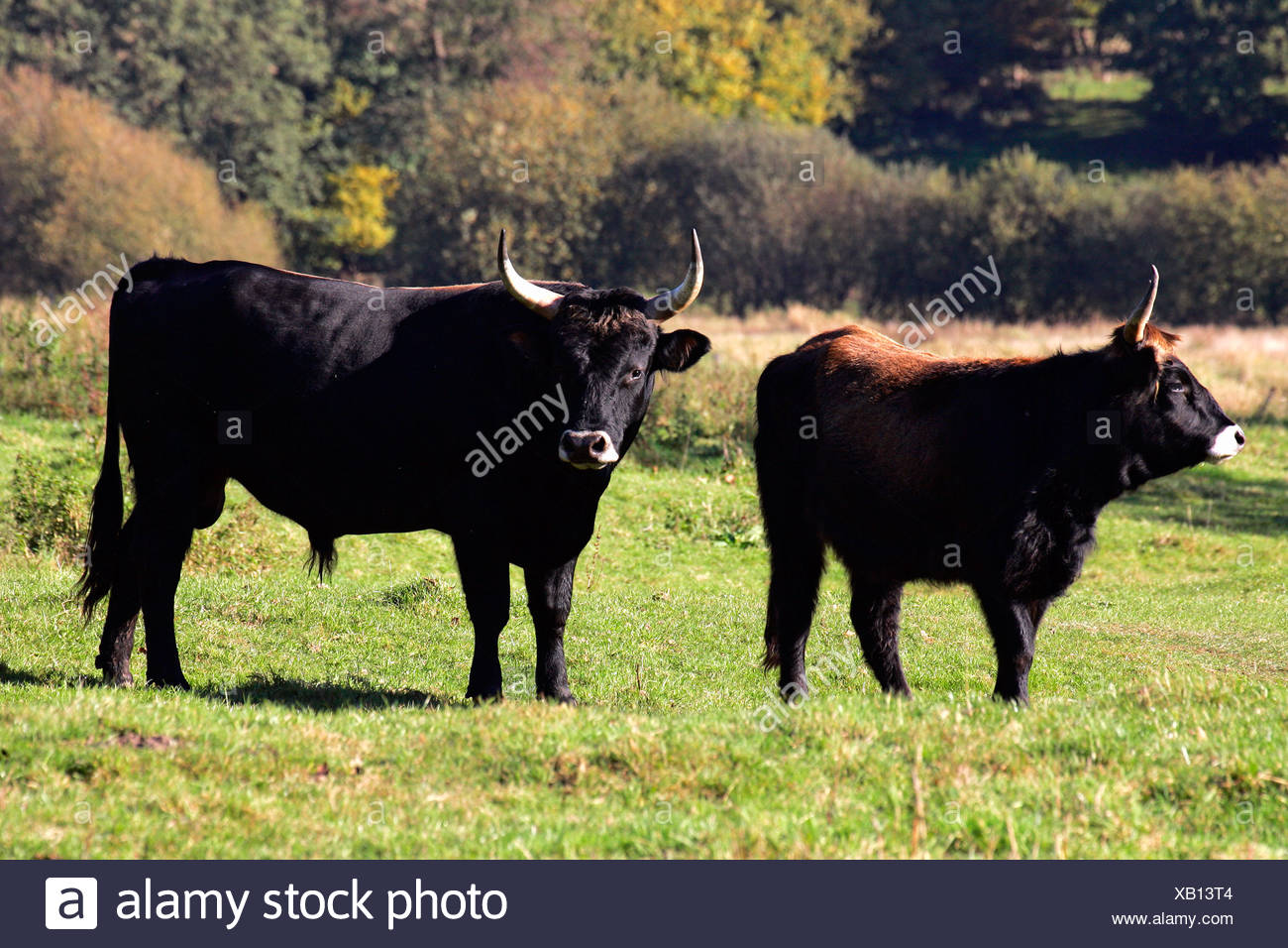 Heck Cattle Bull And Cow High Resolution Stock Photography and Images ...