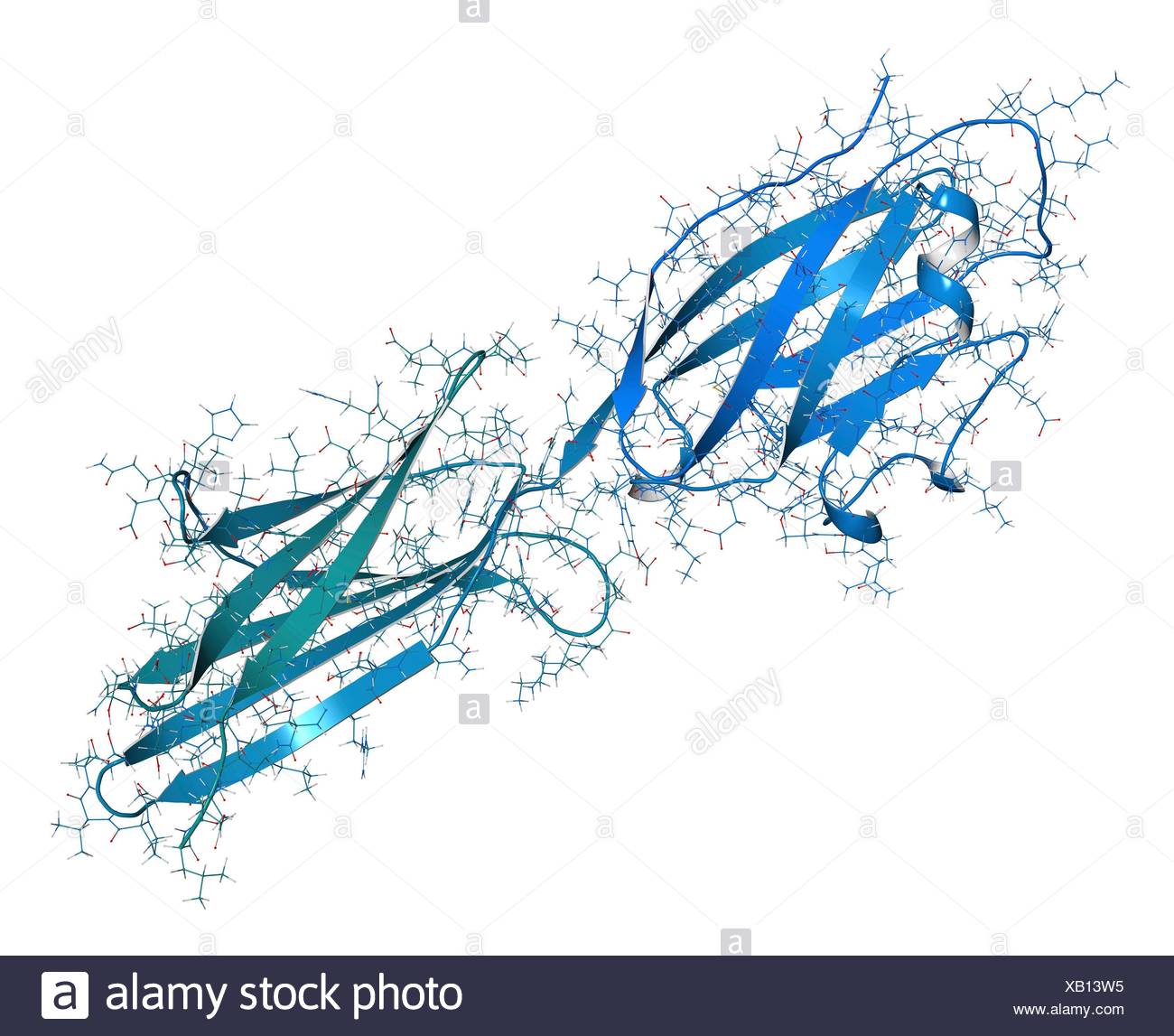 L1 Protein High Resolution Stock Photography and Images - Alamy