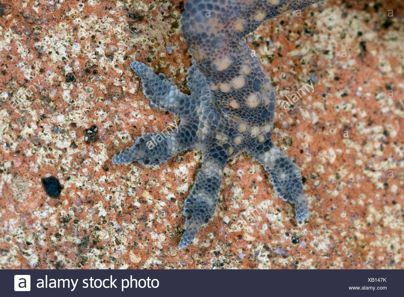 Foot Of House Gecko High Resolution Stock Photography and Images - Alamy