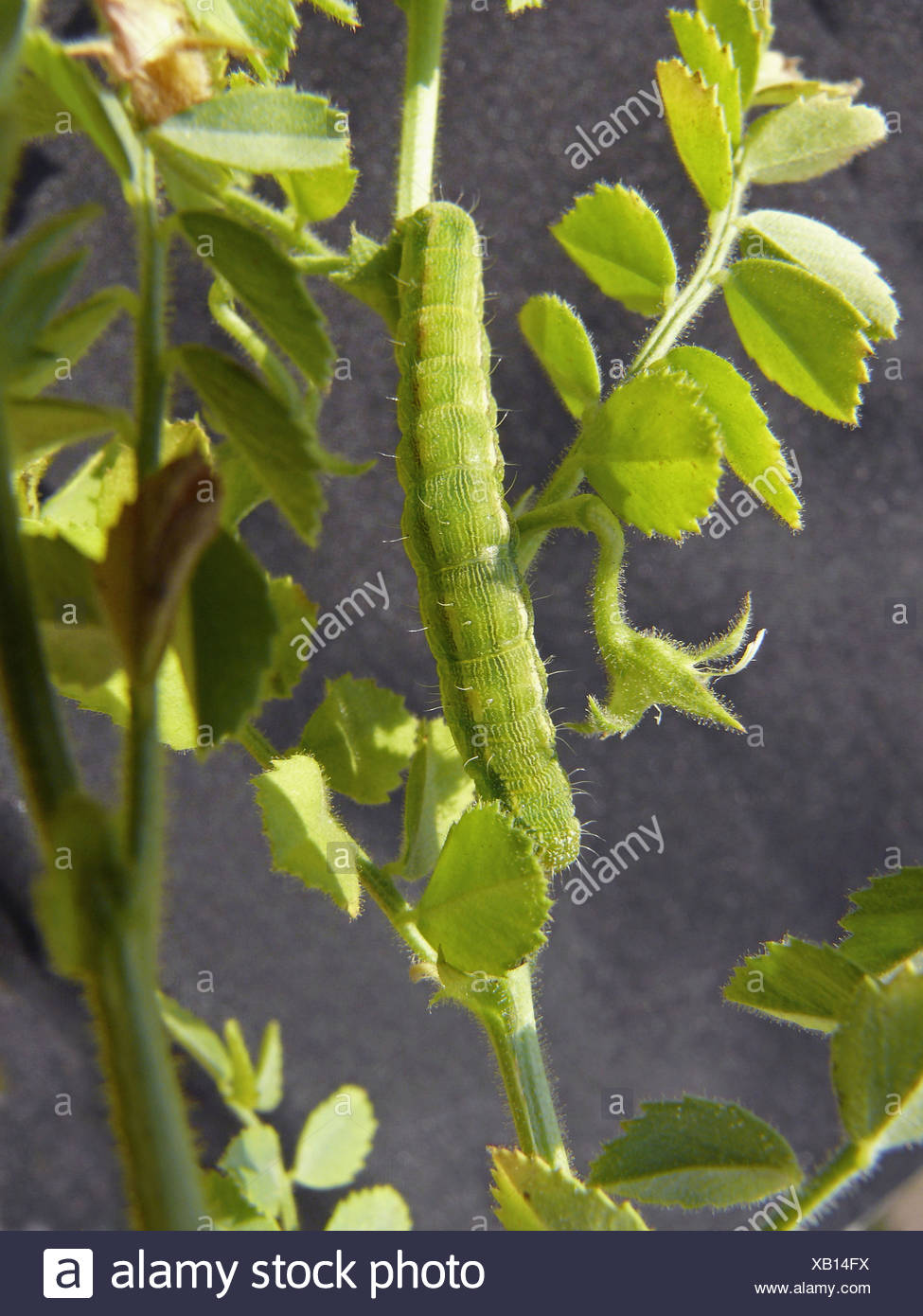 Cotton Bollworm High Resolution Stock Photography and Images - Alamy