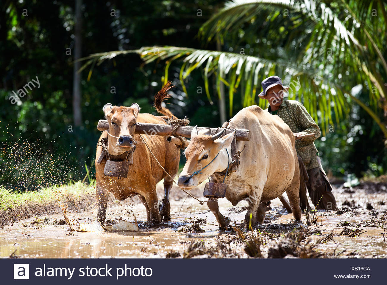 Plowing Rice Field High Resolution Stock Photography and Images - Alamy