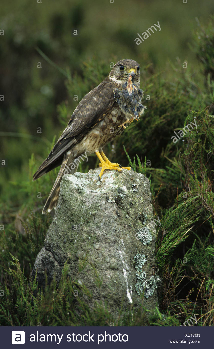 Merlin Merlins Falcon Falcons Stock Photos & Merlin Merlins Falcon ...