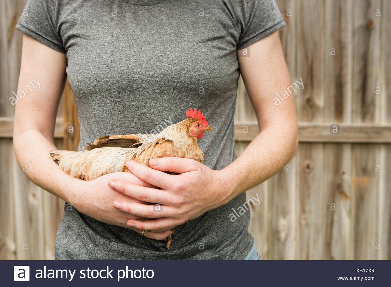 Chicken Welfare High Resolution Stock Photography and Images - Alamy