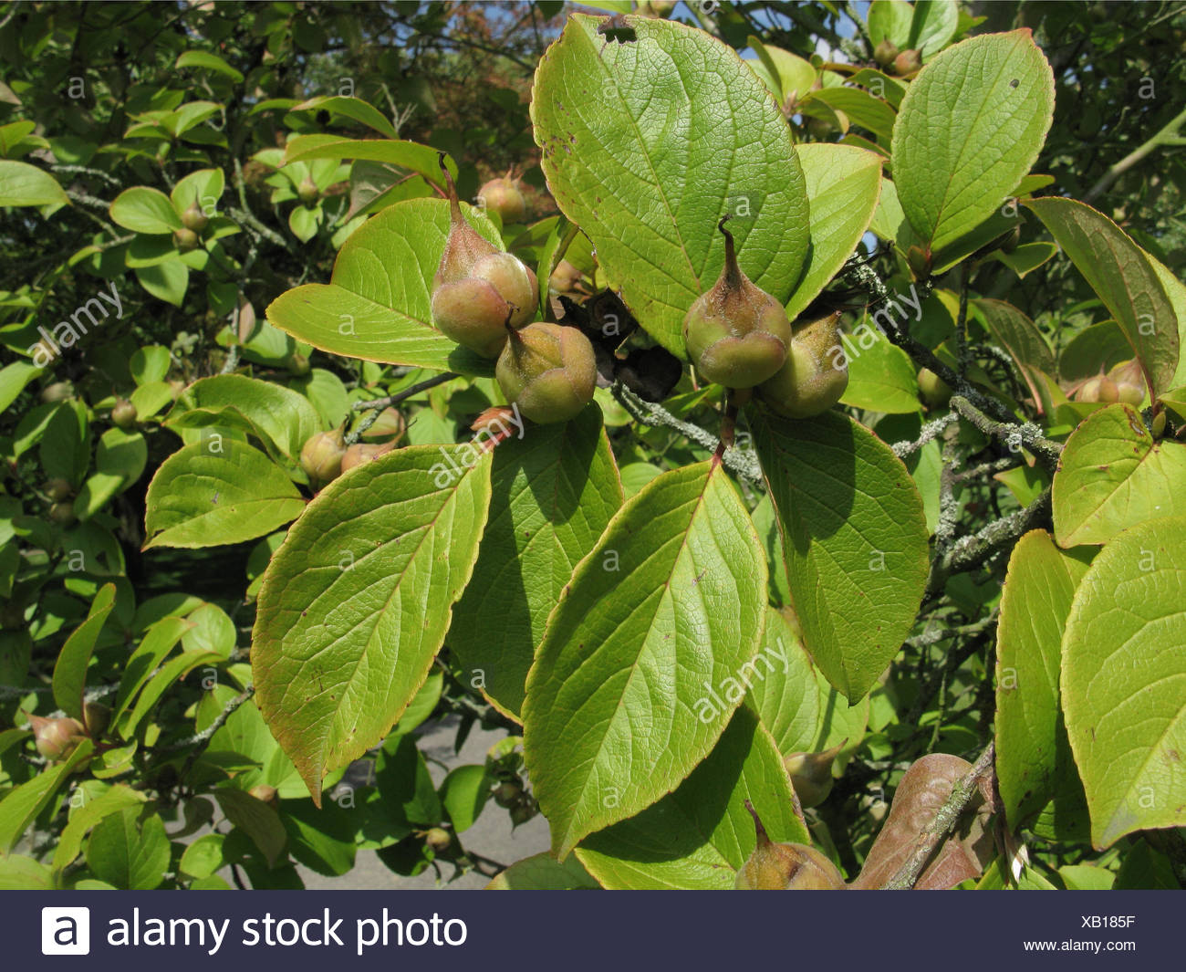 Stewartia Pseudocamellia Stock Photos & Stewartia Pseudocamellia Stock ...