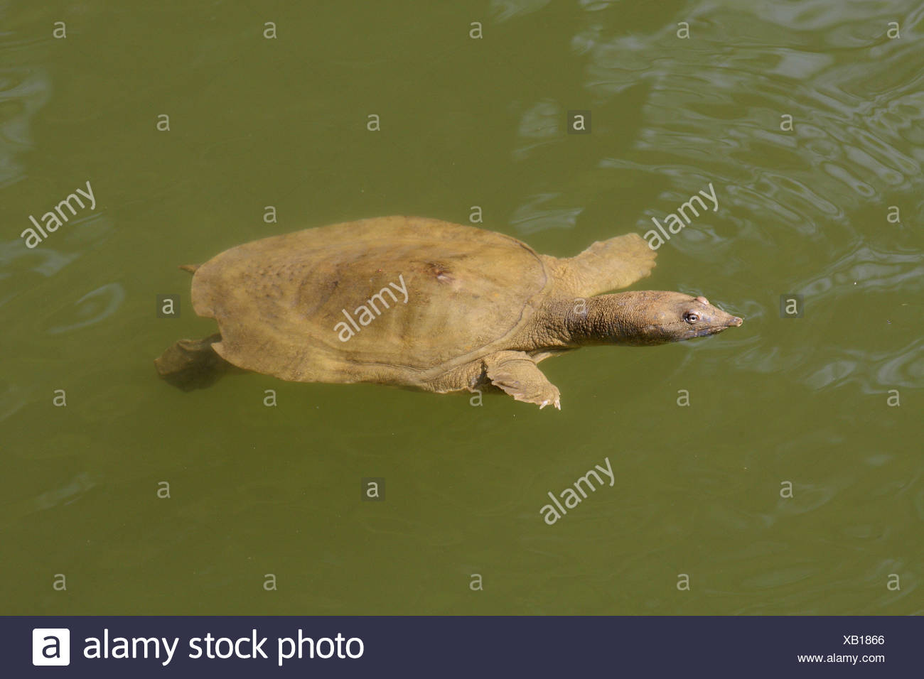 Pig Nosed Turtle Carettochelys Insculpta High Resolution Stock ...