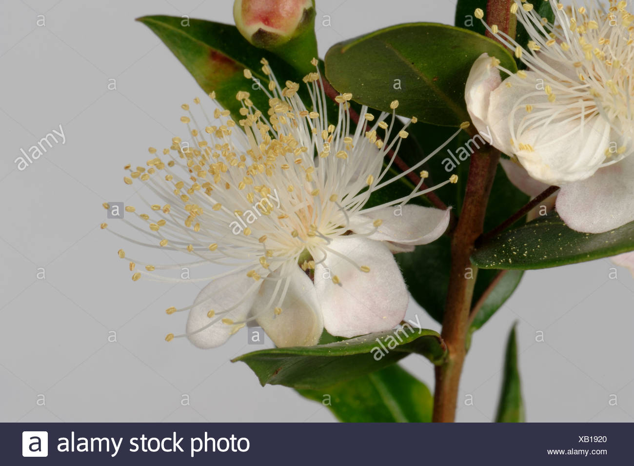Myrtle Shrub High Resolution Stock Photography and Images - Alamy