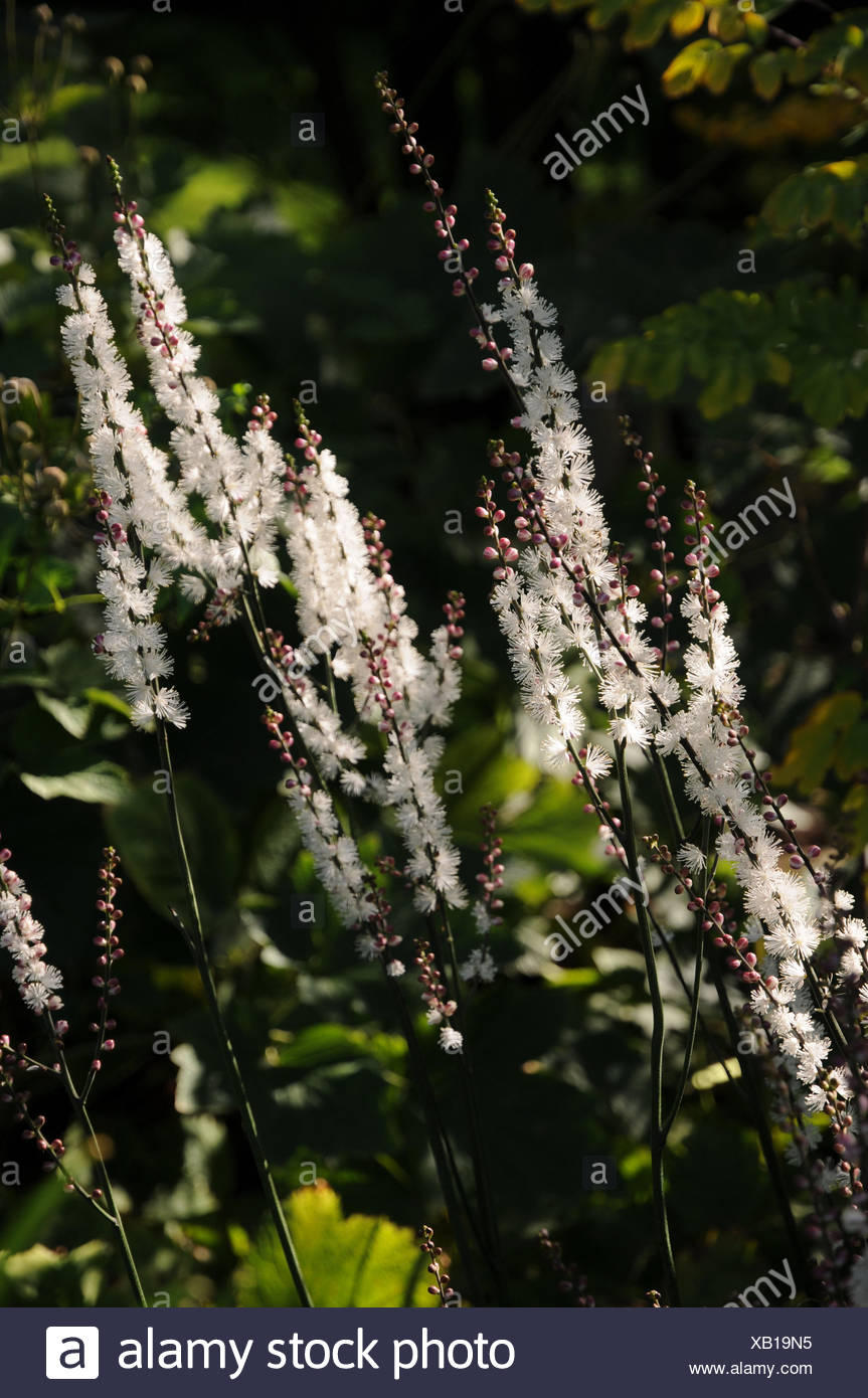 Bugbane High Resolution Stock Photography and Images - Alamy