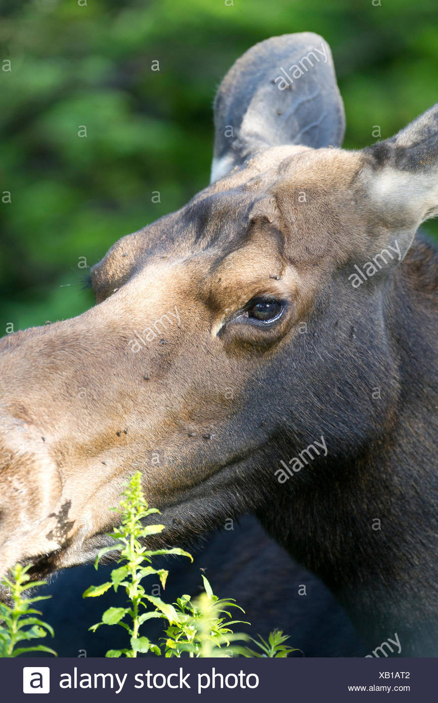 Female Moose High Resolution Stock Photography and Images - Alamy