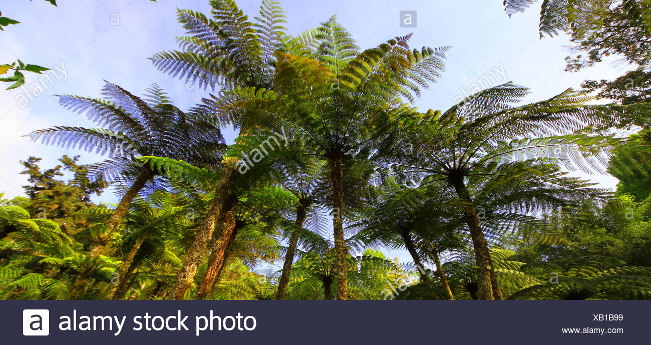 Crown Fern High Resolution Stock Photography and Images - Alamy