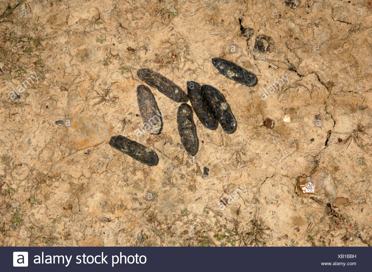 Dropping Droppings Poo High Resolution Stock Photography and Images - Alamy