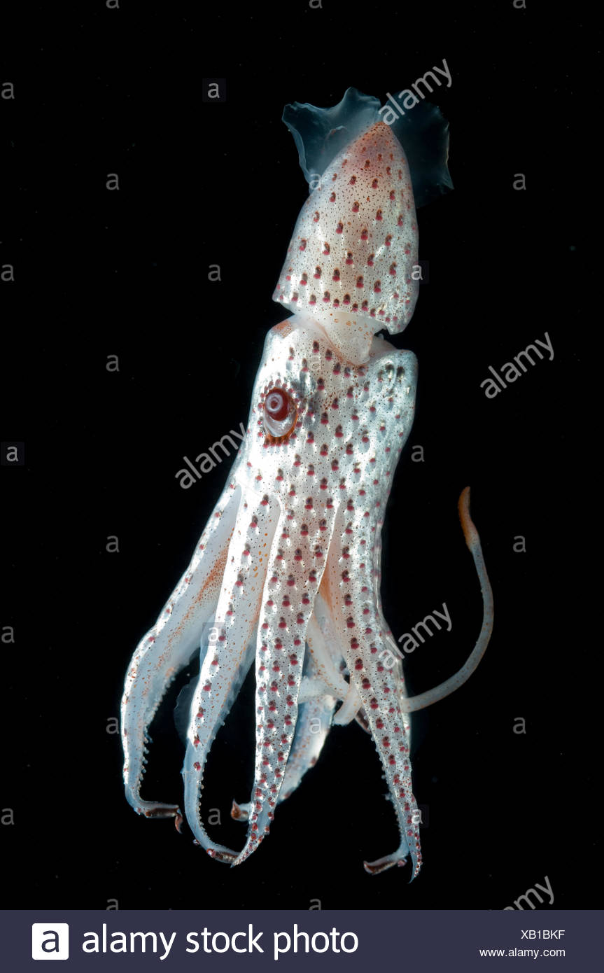 Pelagic Squid High Resolution Stock Photography and Images - Alamy