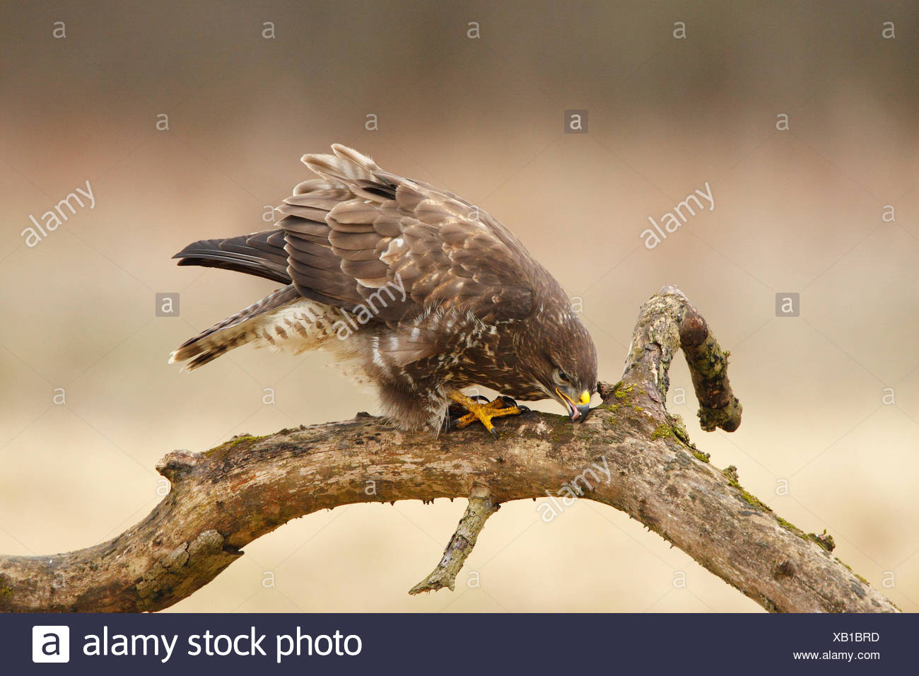 Buzzard Beak High Resolution Stock Photography and Images - Alamy