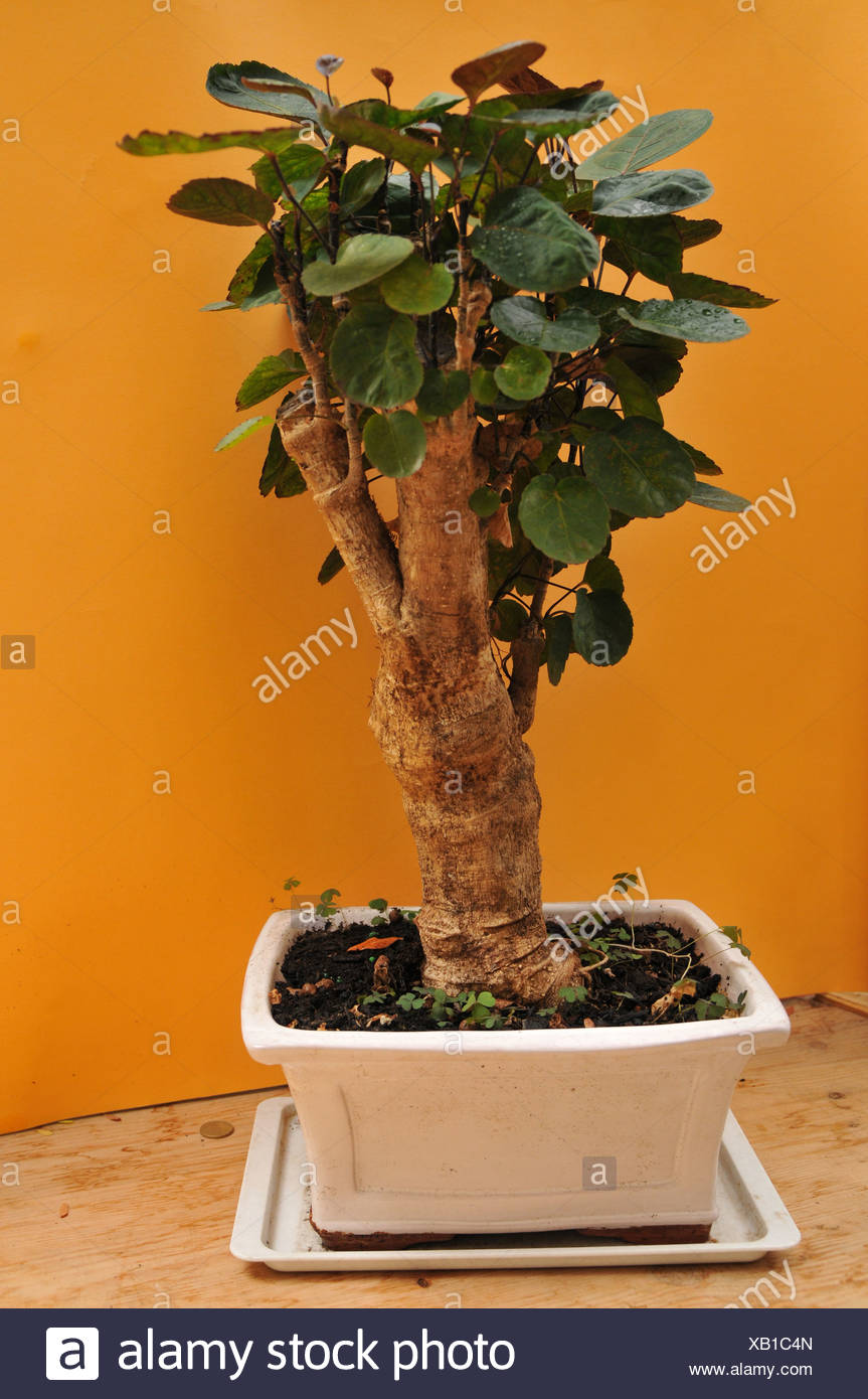 Polyscias High Resolution Stock Photography and Images - Alamy