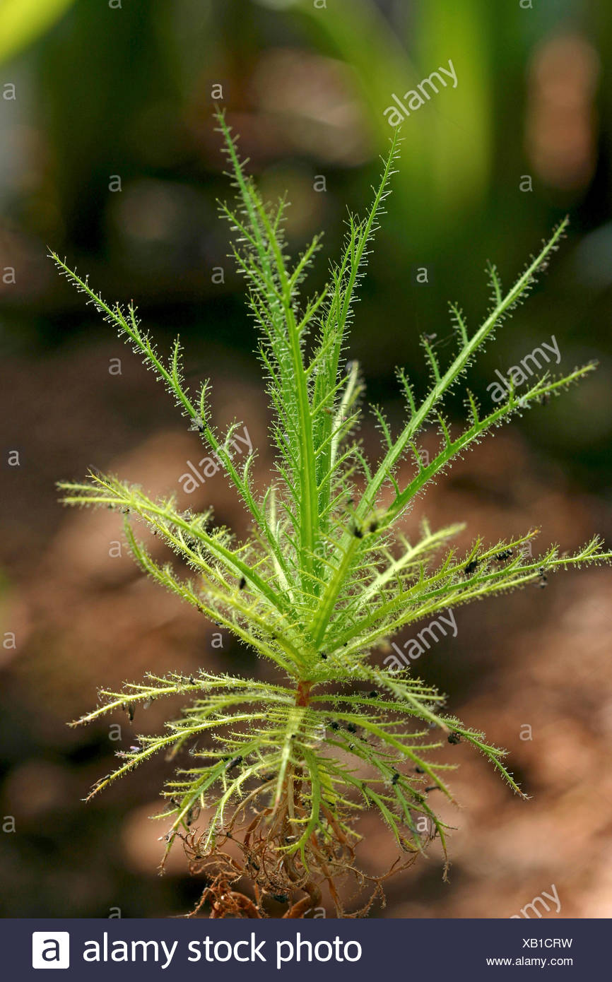 Chamaephytes Stock Photos & Chamaephytes Stock Images - Alamy