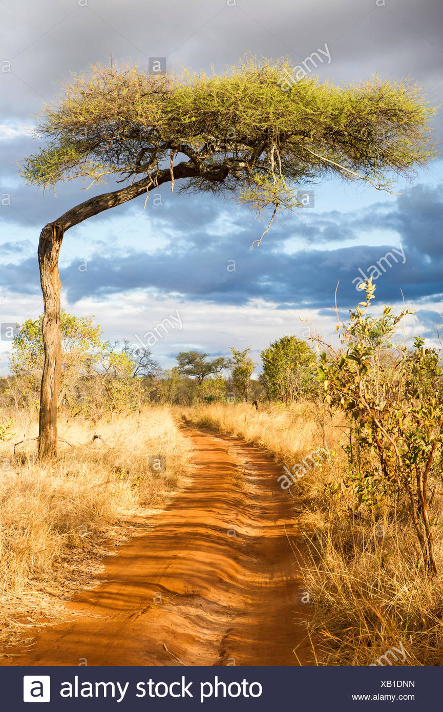 Acacia Tree Trunk Stock Photos & Acacia Tree Trunk Stock Images - Alamy