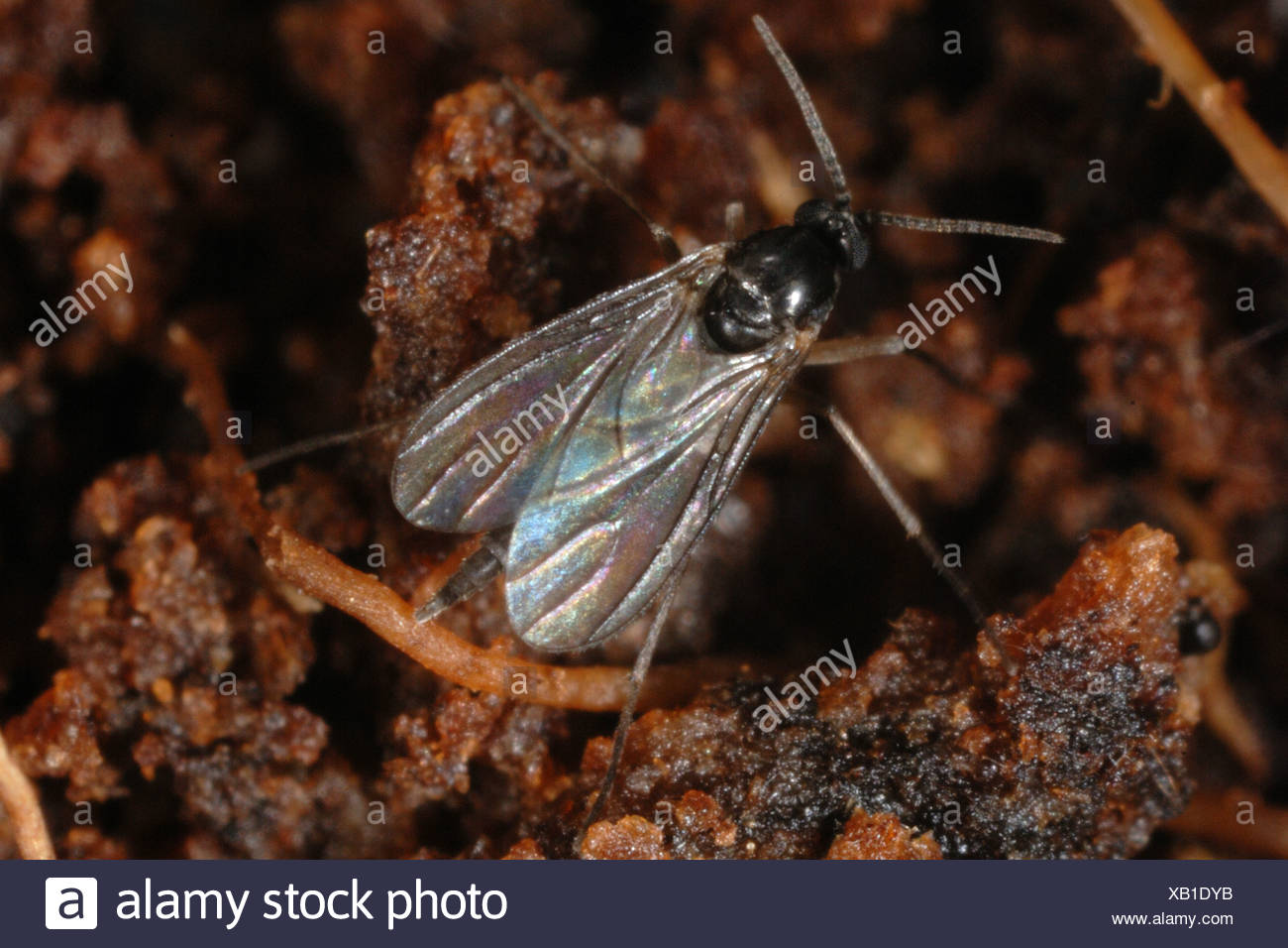 Soil Pests High Resolution Stock Photography and Images - Alamy