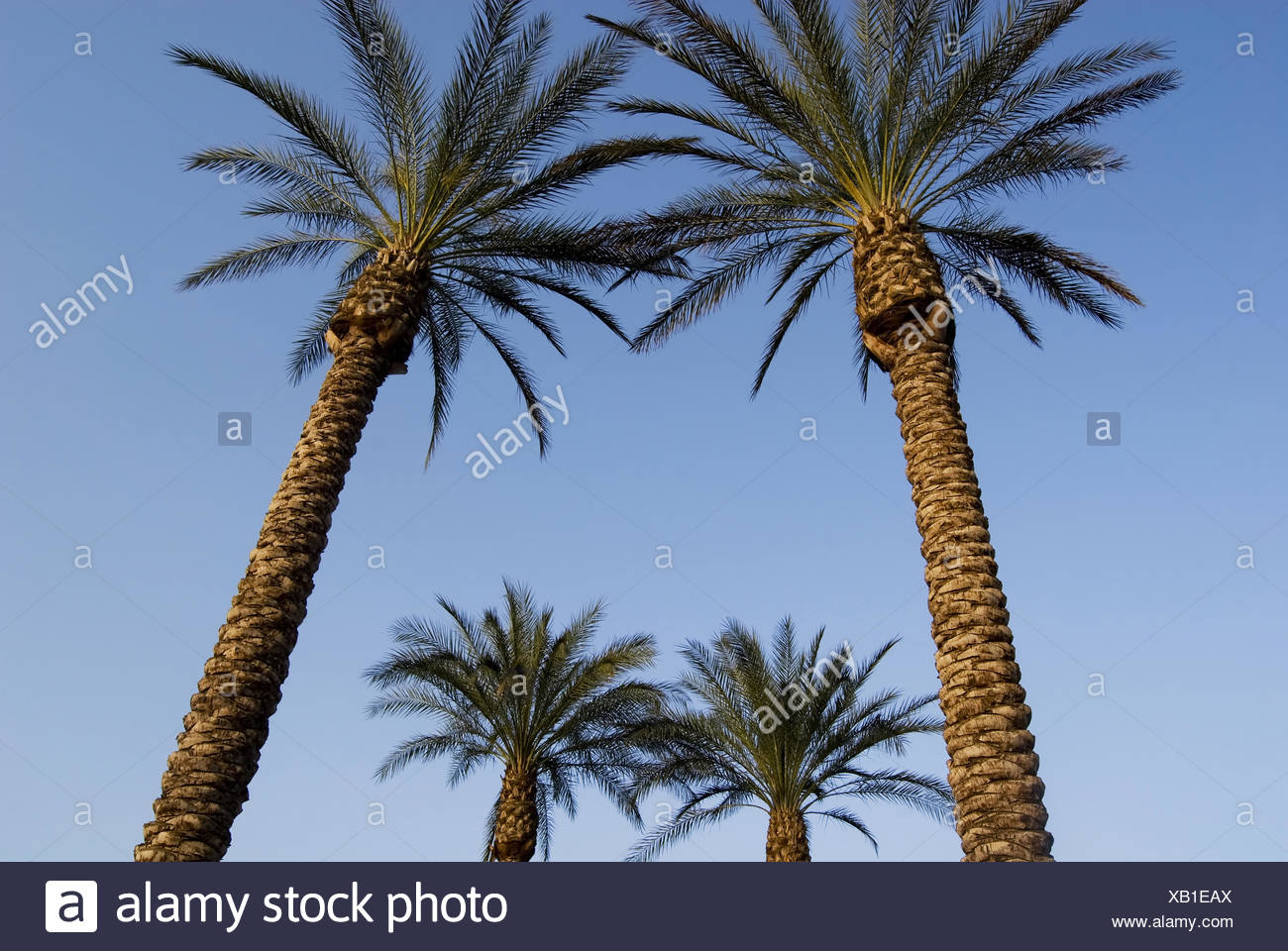 Palm Leaves Jerusalem Stock Photos & Palm Leaves Jerusalem Stock Images ...