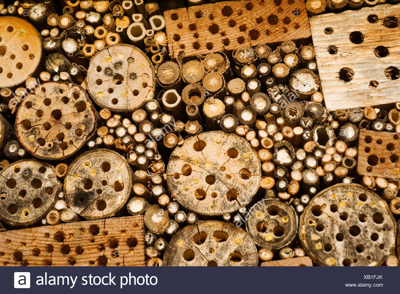 Wood Wasps High Resolution Stock Photography and Images - Alamy
