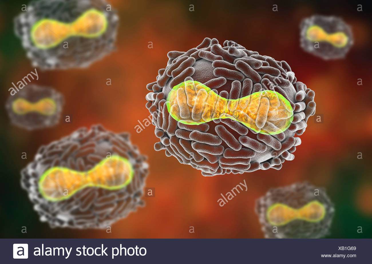 Smallpox Virus Stock Photos & Smallpox Virus Stock Images - Alamy