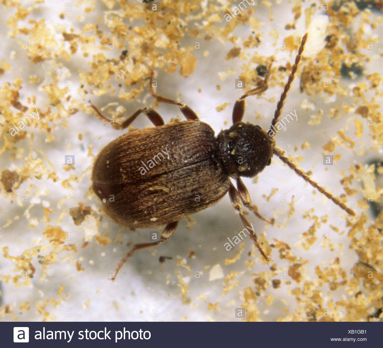 Ptinidae Stock Photos & Ptinidae Stock Images - Alamy
