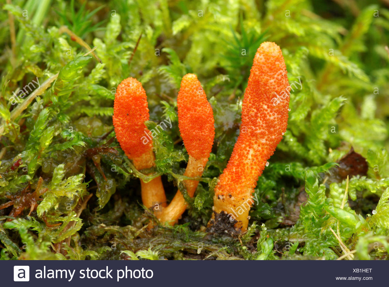 Caterpillar Fungus High Resolution Stock Photography and Images - Alamy