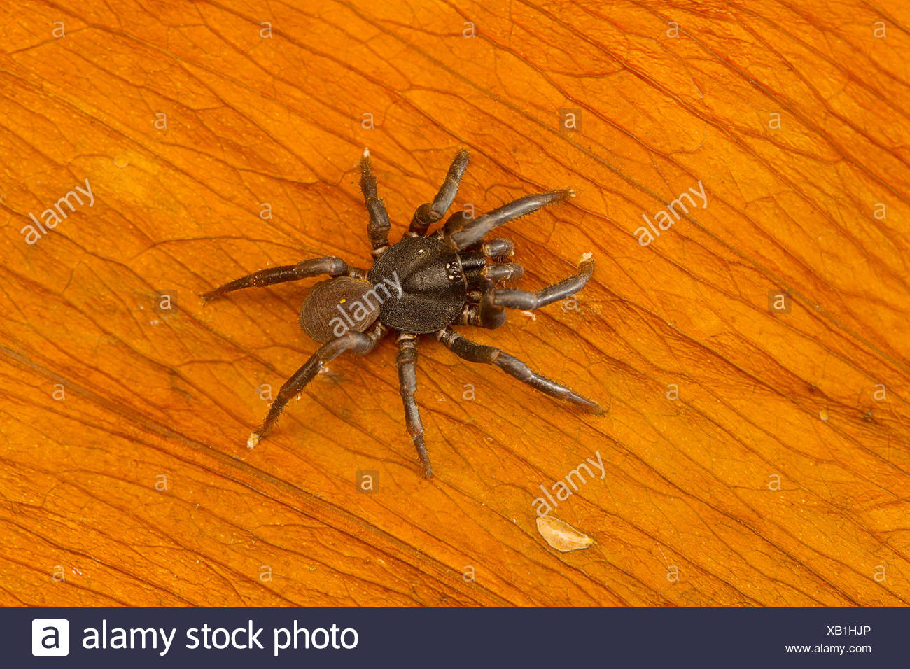 Ctenizidae High Resolution Stock Photography and Images - Alamy