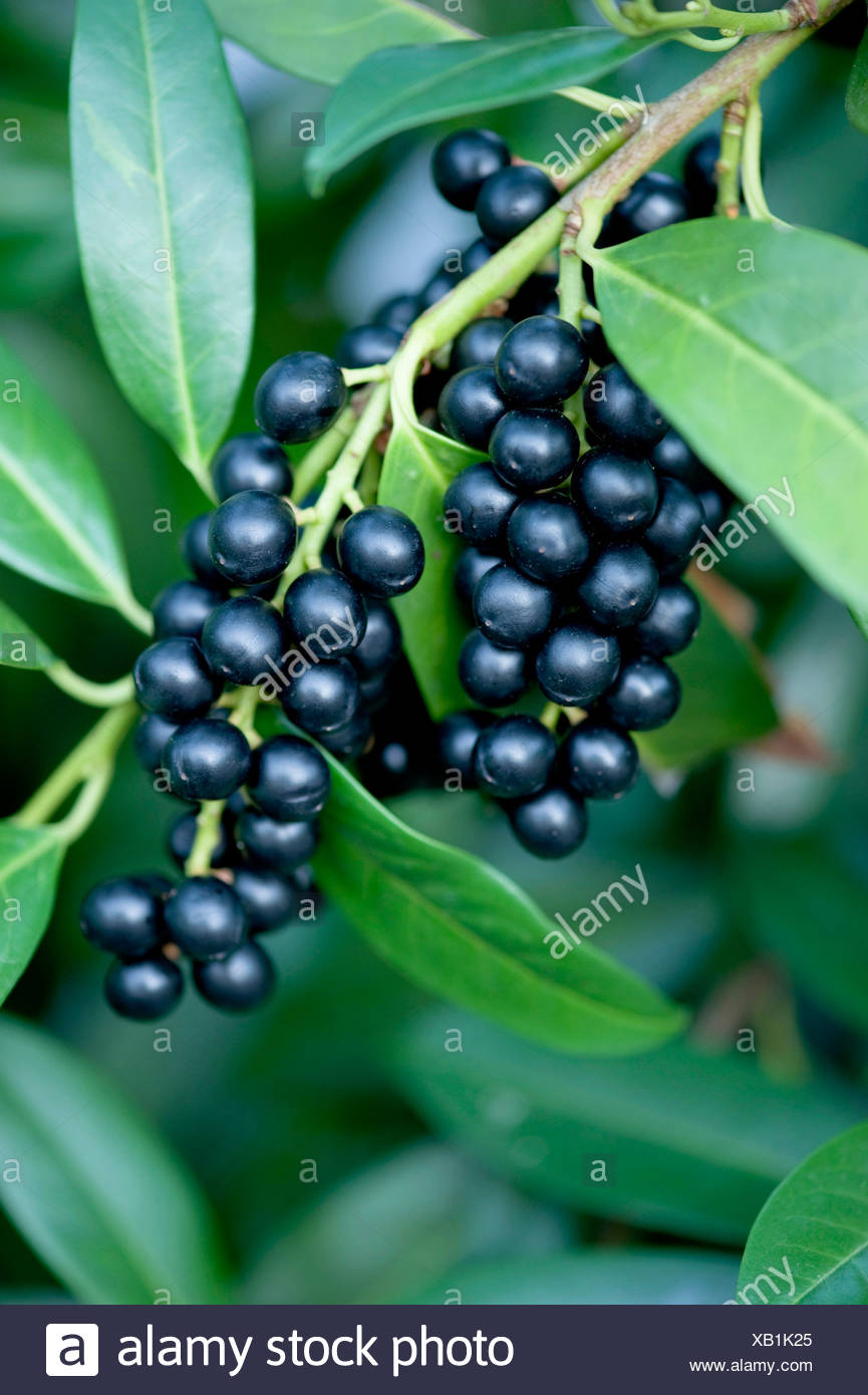 Laurel Berries High Resolution Stock Photography and Images - Alamy