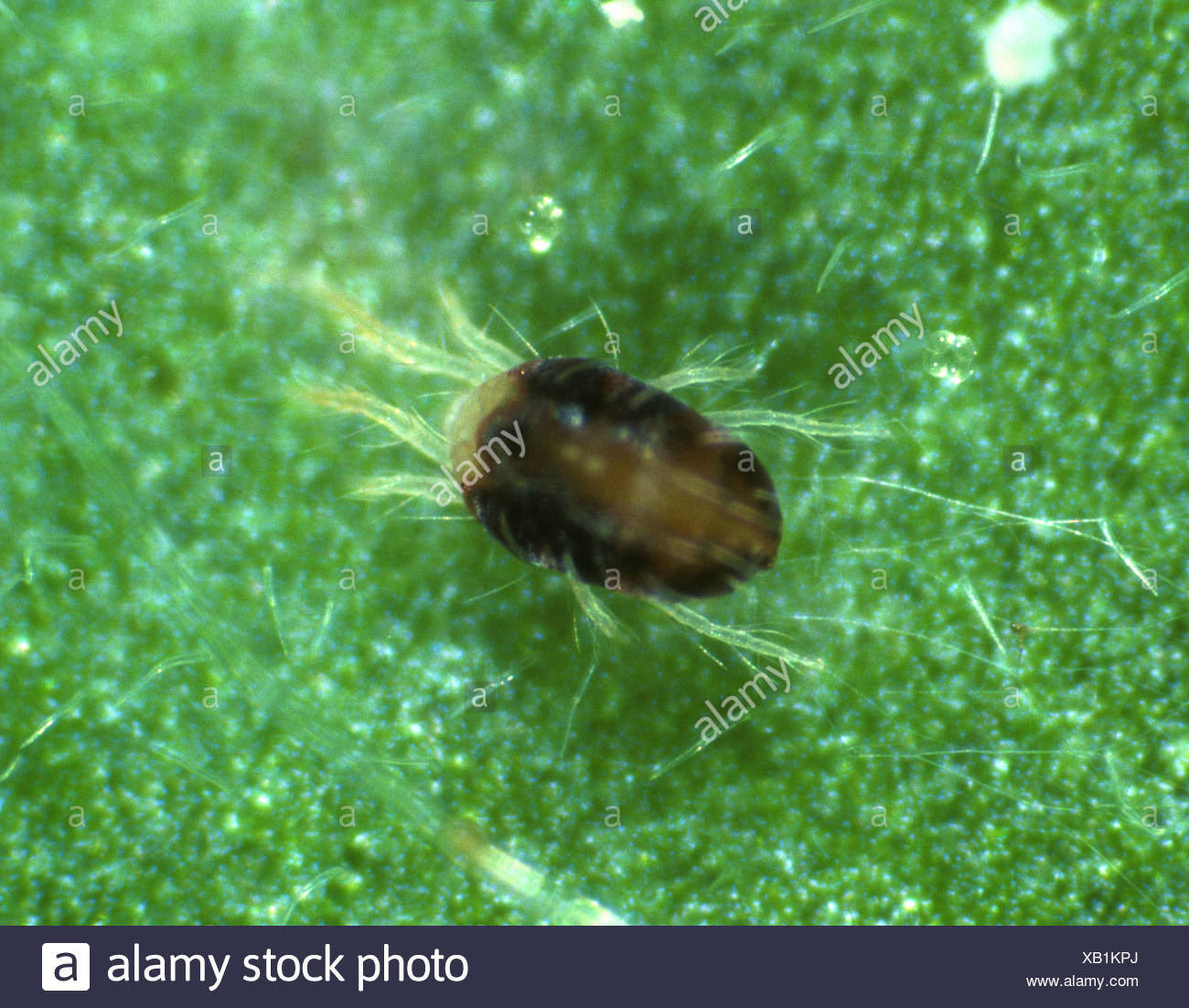 Red Spider Mite Leaves High Resolution Stock Photography and Images - Alamy