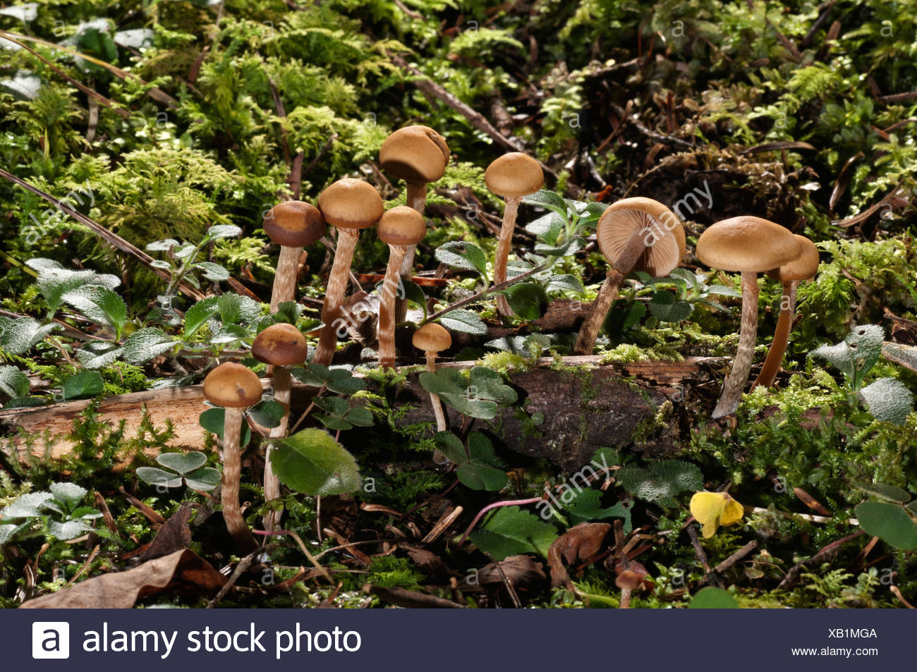 Skullcap Stock Photos & Skullcap Stock Images - Alamy