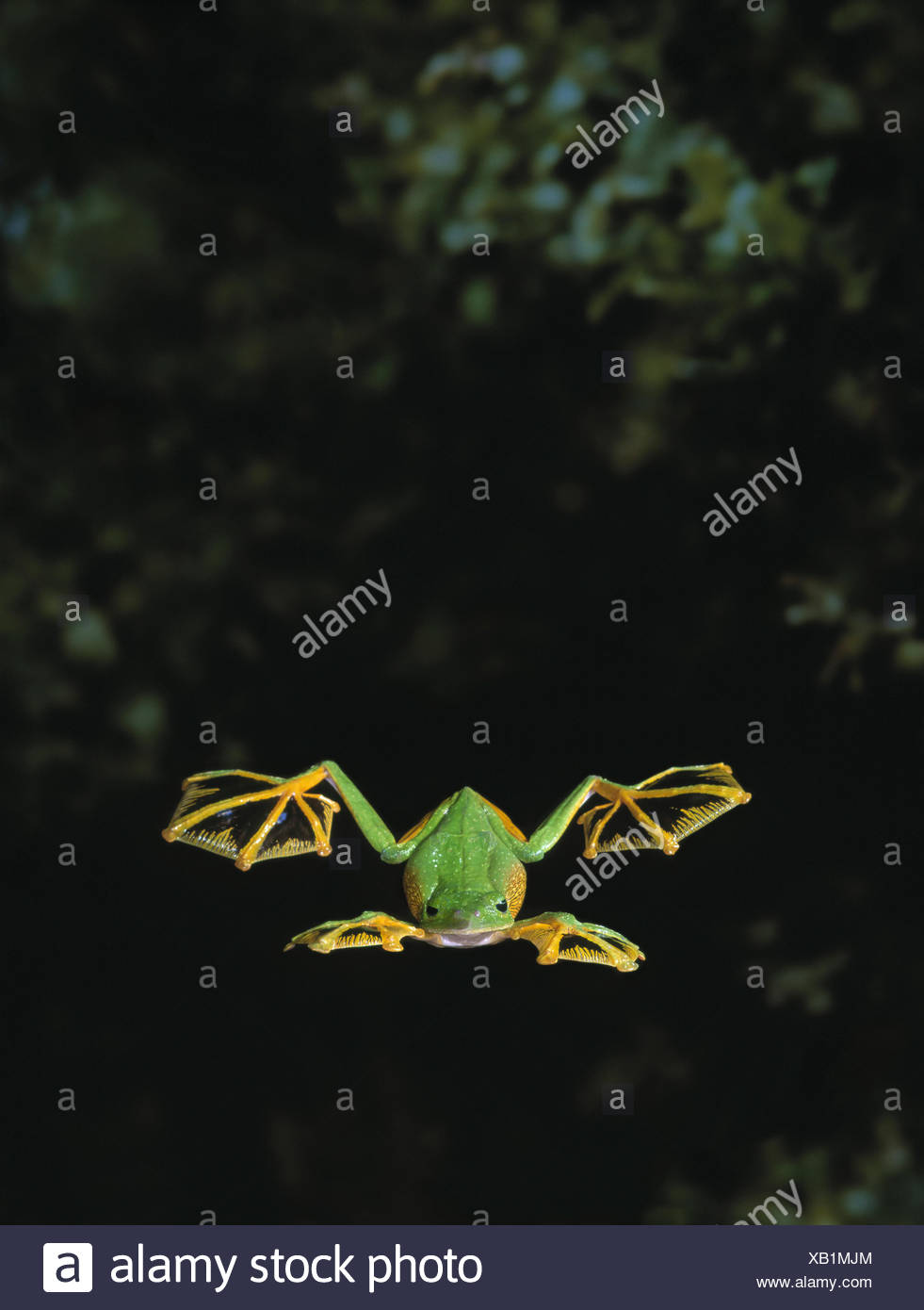 Wallaces Flying Frog Rhacophorus Nigropalmatus High Resolution Stock ...