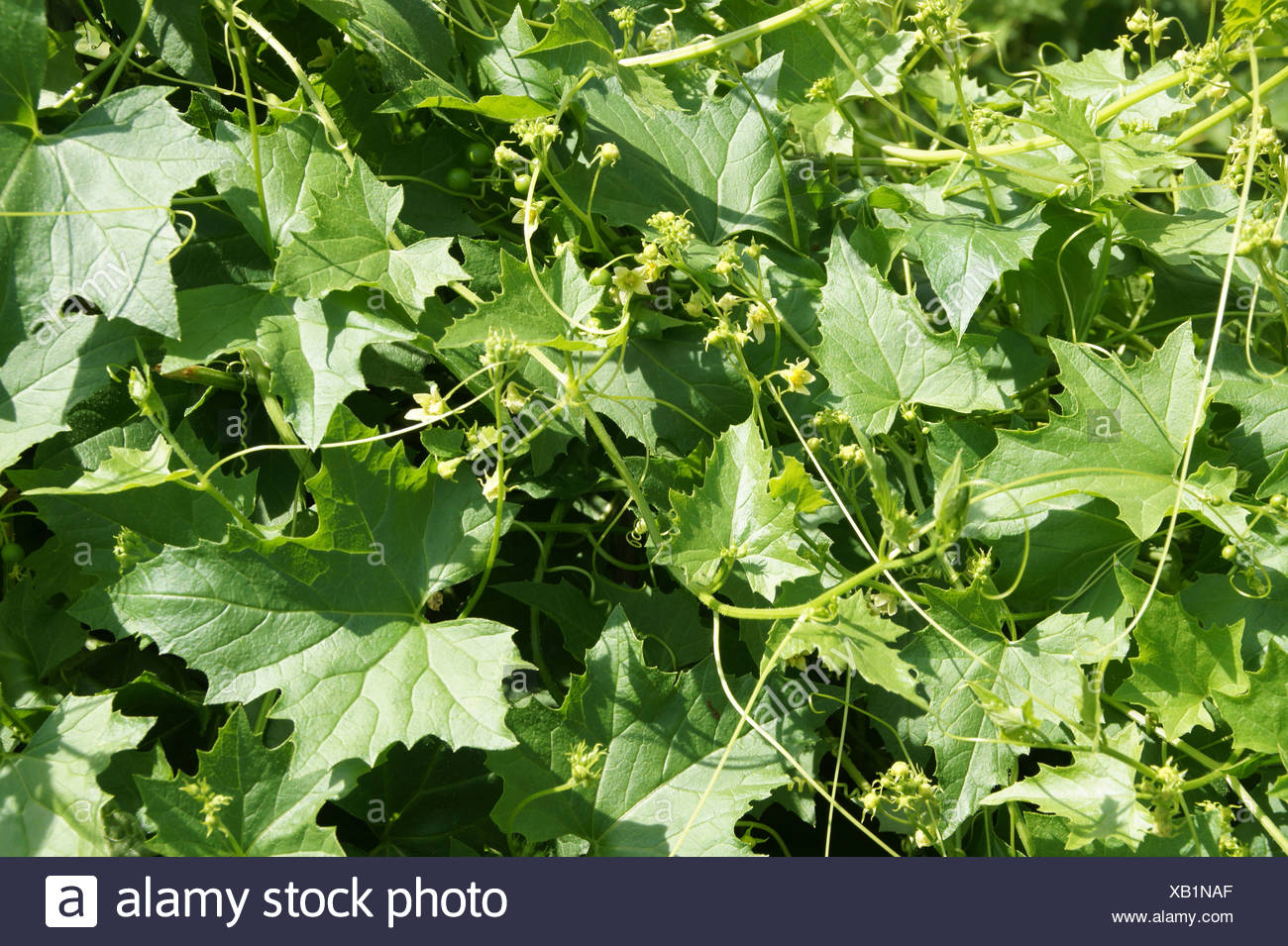 White Bryony Stock Photos & White Bryony Stock Images - Alamy