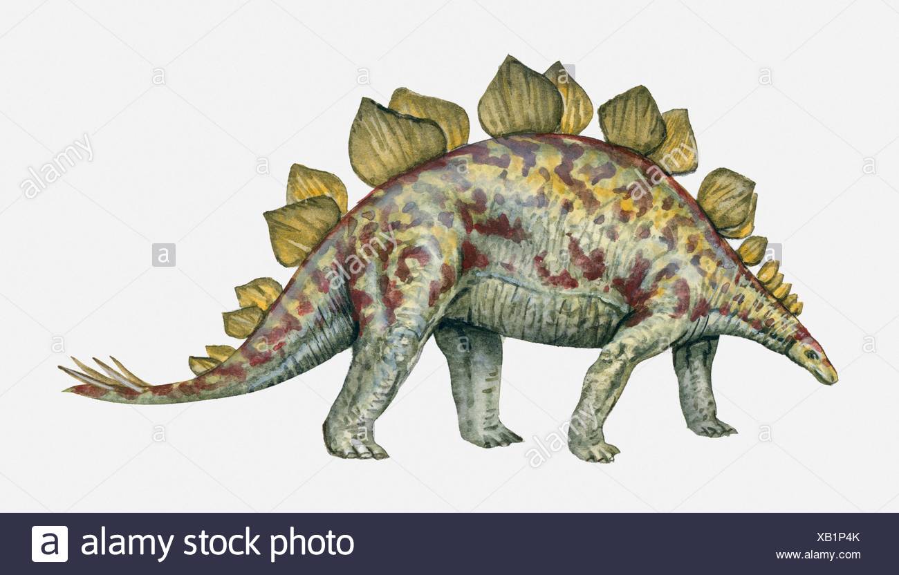 Stegosaurus High Resolution Stock Photography and Images - Alamy