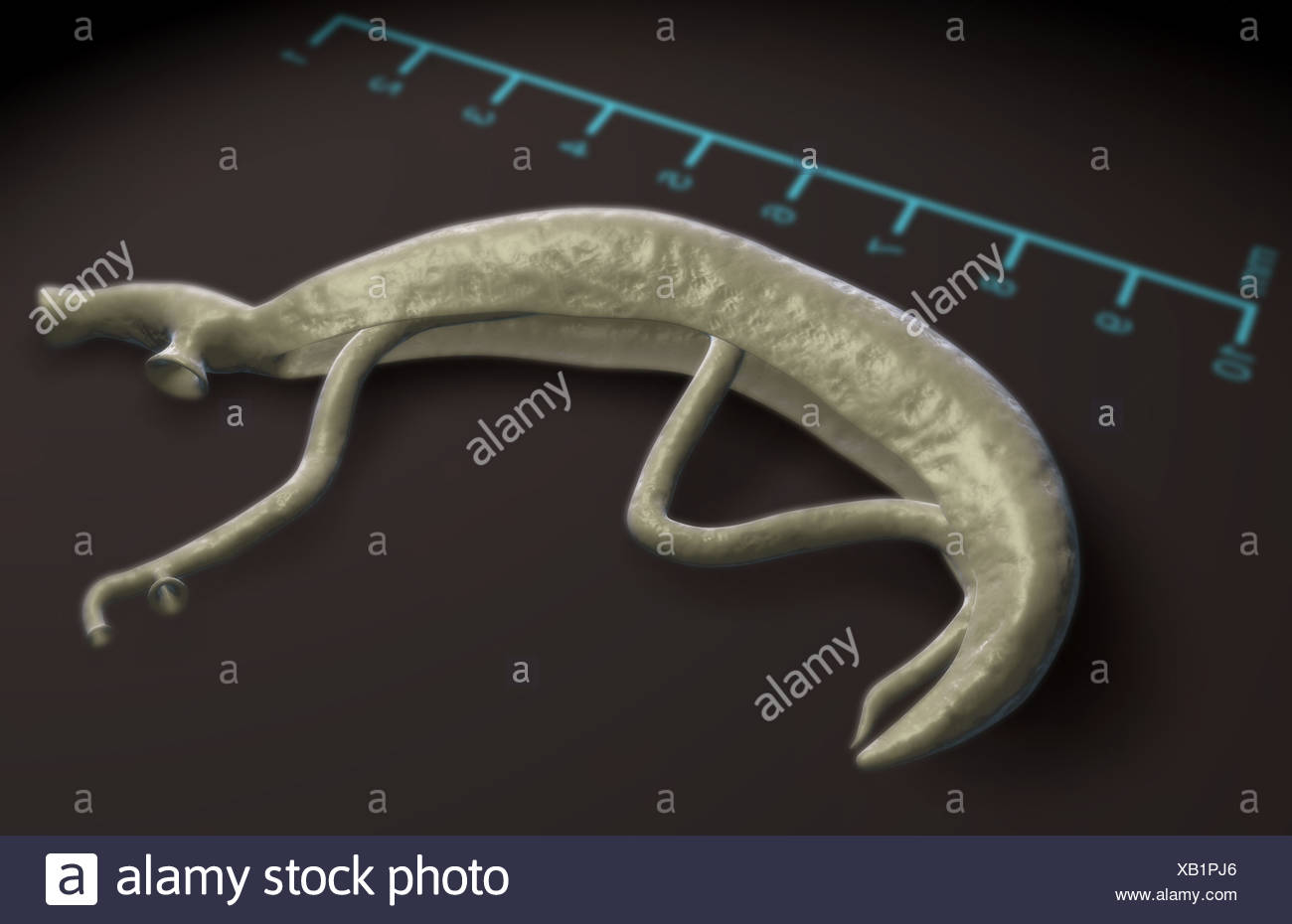 Schistosomiasis High Resolution Stock Photography and Images - Alamy