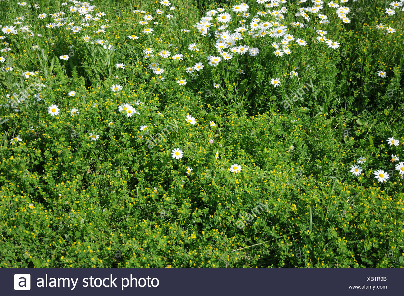 Black Medic Clover High Resolution Stock Photography and Images - Alamy