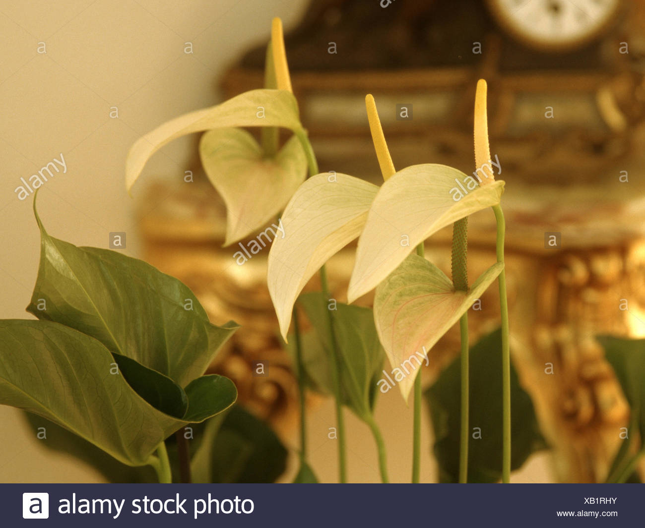 Anthurium Princess Alexia Pearl High Resolution Stock Photography and ...
