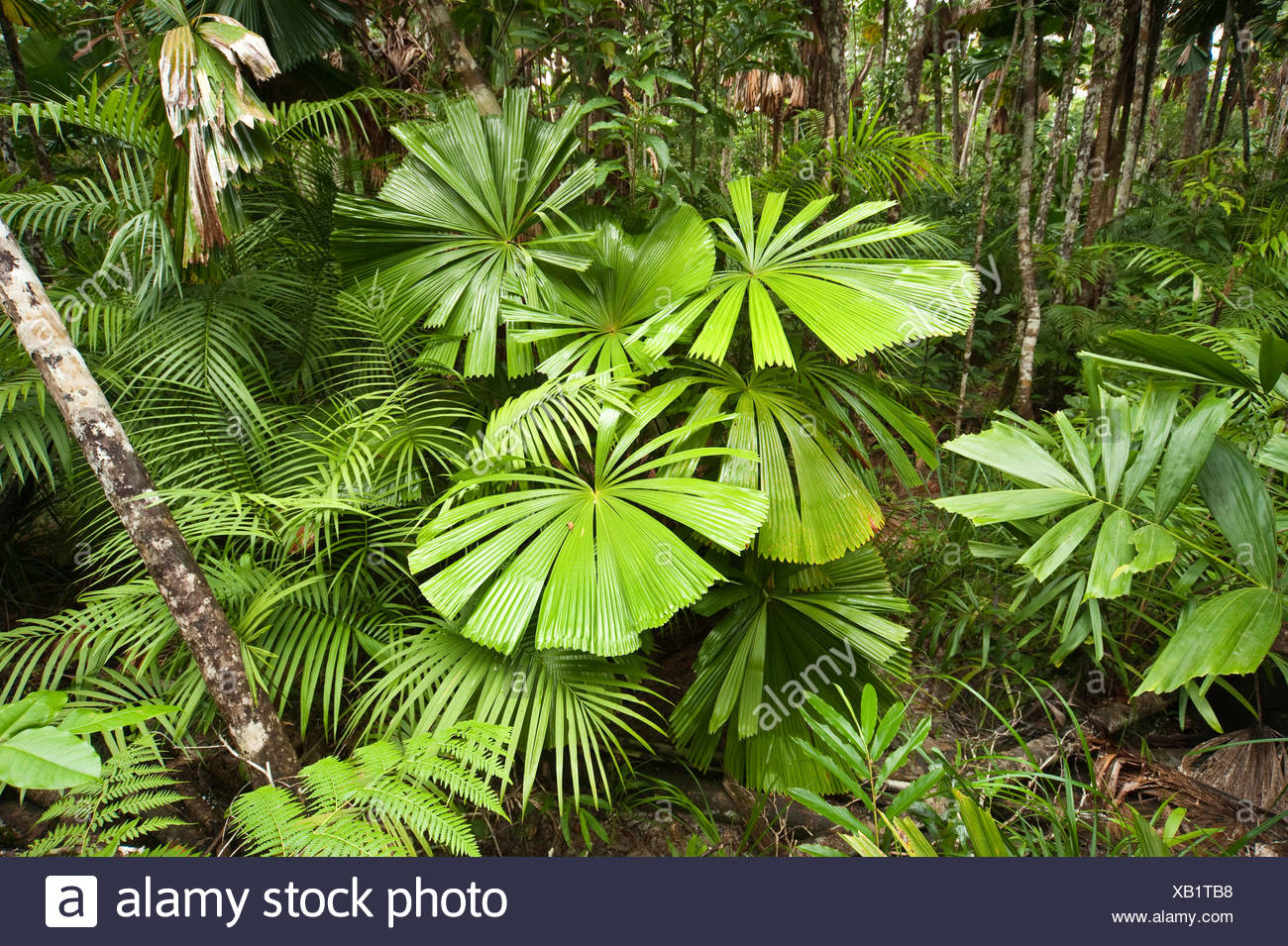 Australian Fan Palm High Resolution Stock Photography and Images - Alamy