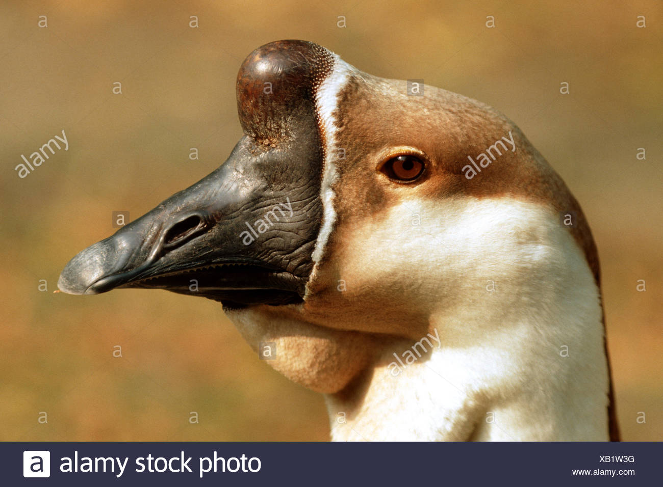 African Brown Goose High Resolution Stock Photography and Images - Alamy