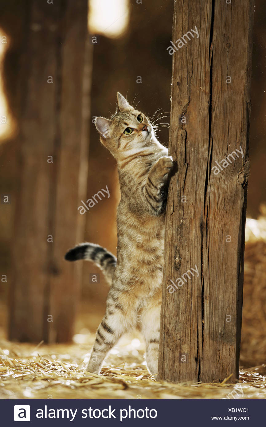 Forepaw Stock Photos & Forepaw Stock Images - Alamy