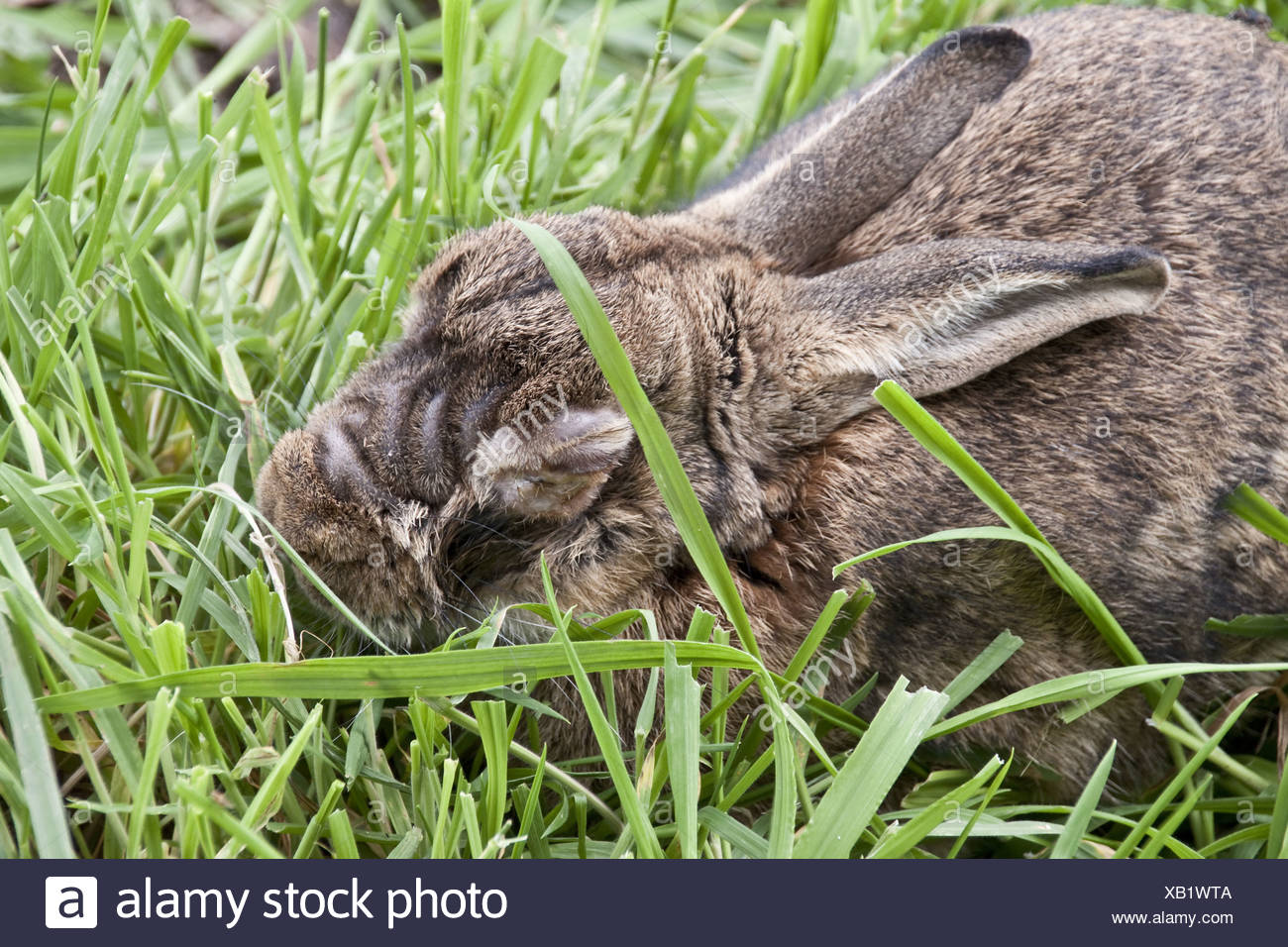 Myxoma Virus High Resolution Stock Photography and Images - Alamy