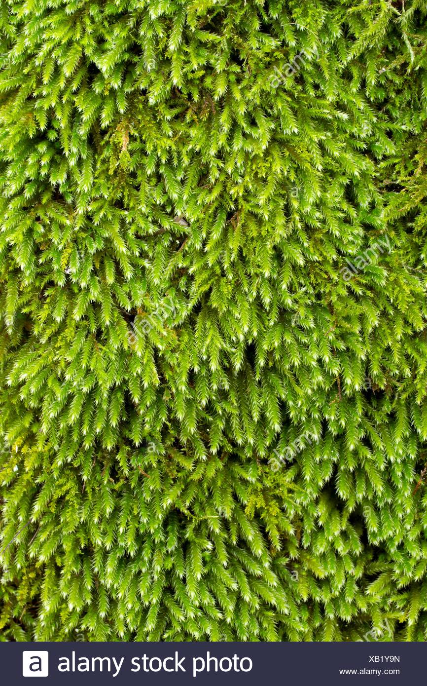 Leucodon Sciuroides High Resolution Stock Photography and Images - Alamy