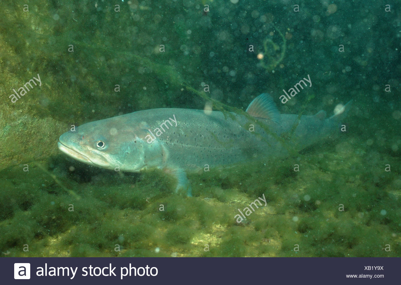 Danube Salmon High Resolution Stock Photography and Images - Alamy