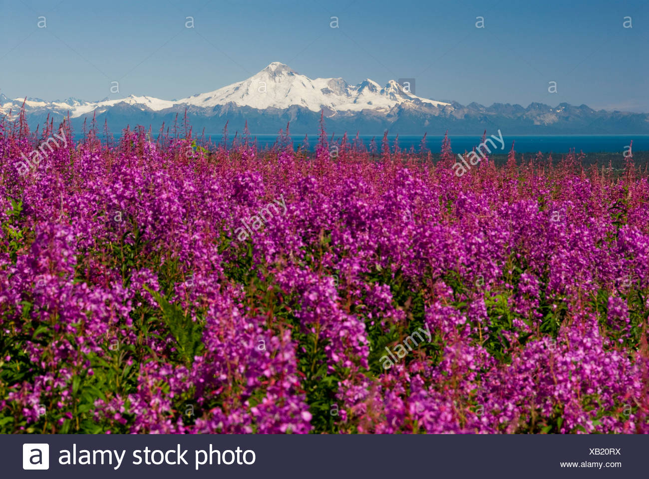 Nikolaevsk Alaska Stock Photos & Nikolaevsk Alaska Stock Images - Alamy