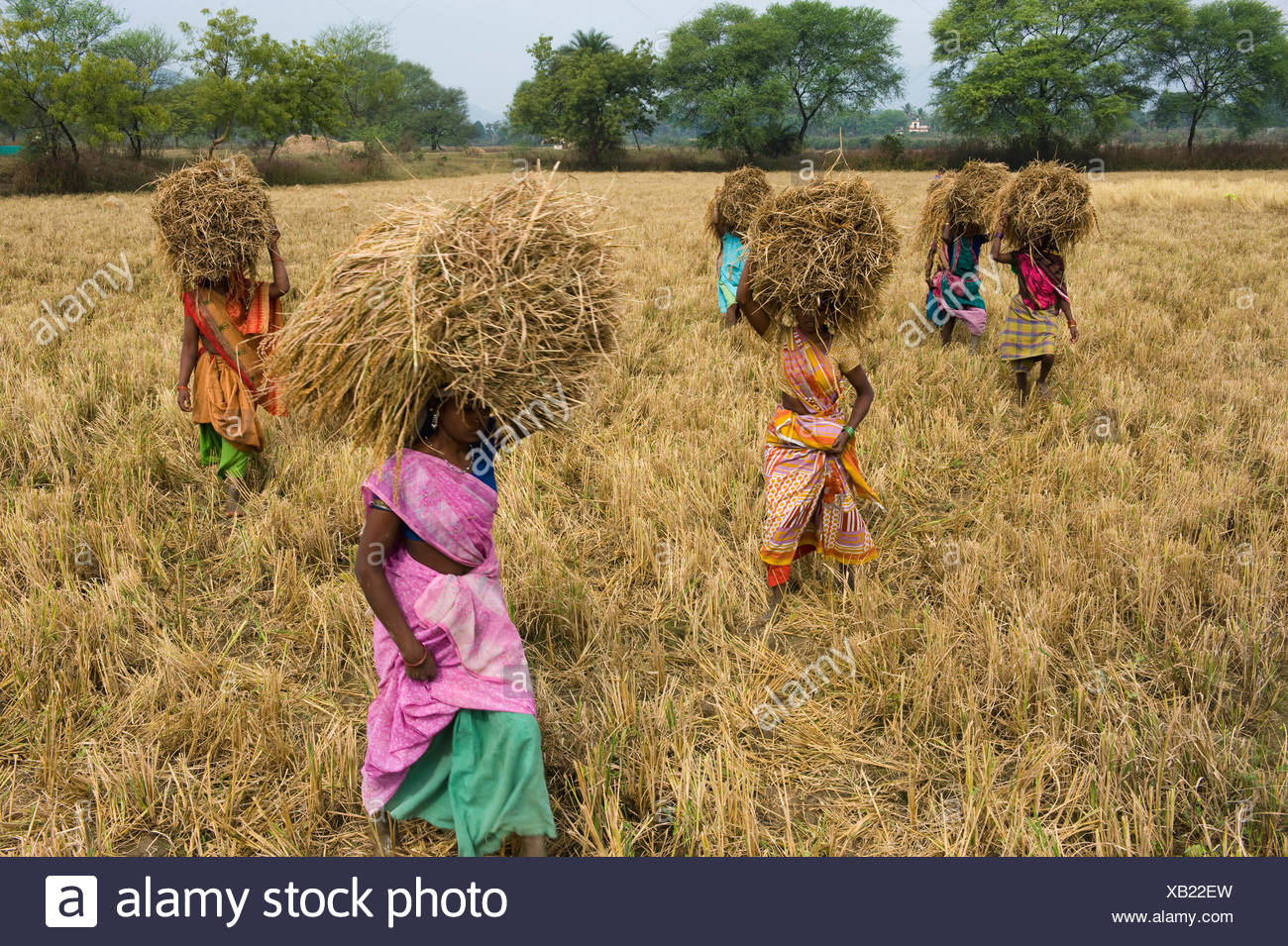 Sheaves Of Rice Stock Photos & Sheaves Of Rice Stock Images - Alamy