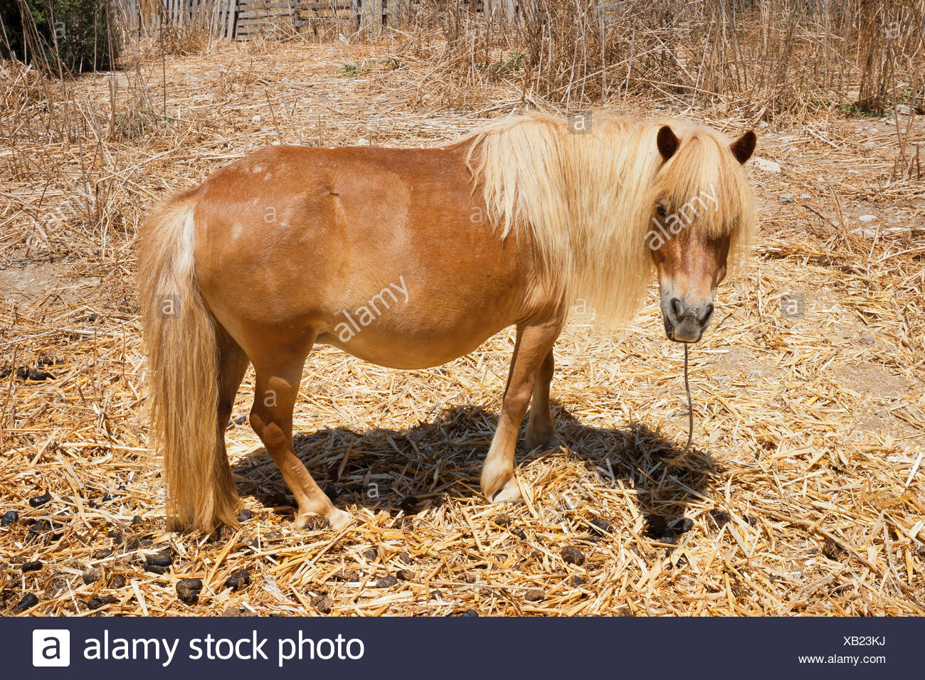 Brown Pony Stock Photos & Brown Pony Stock Images - Alamy