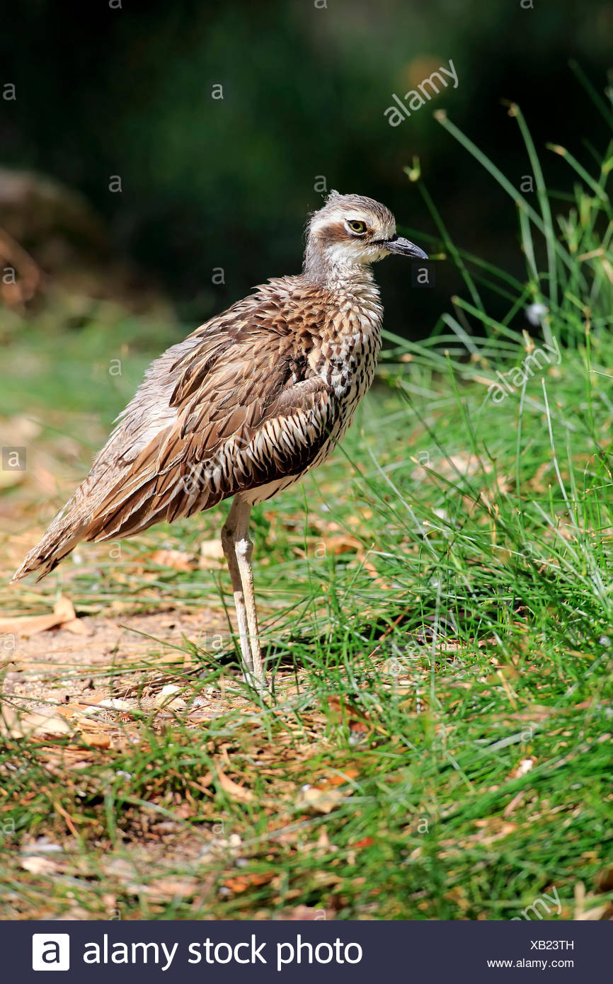 Curlew Stock Photos & Curlew Stock Images - Alamy
