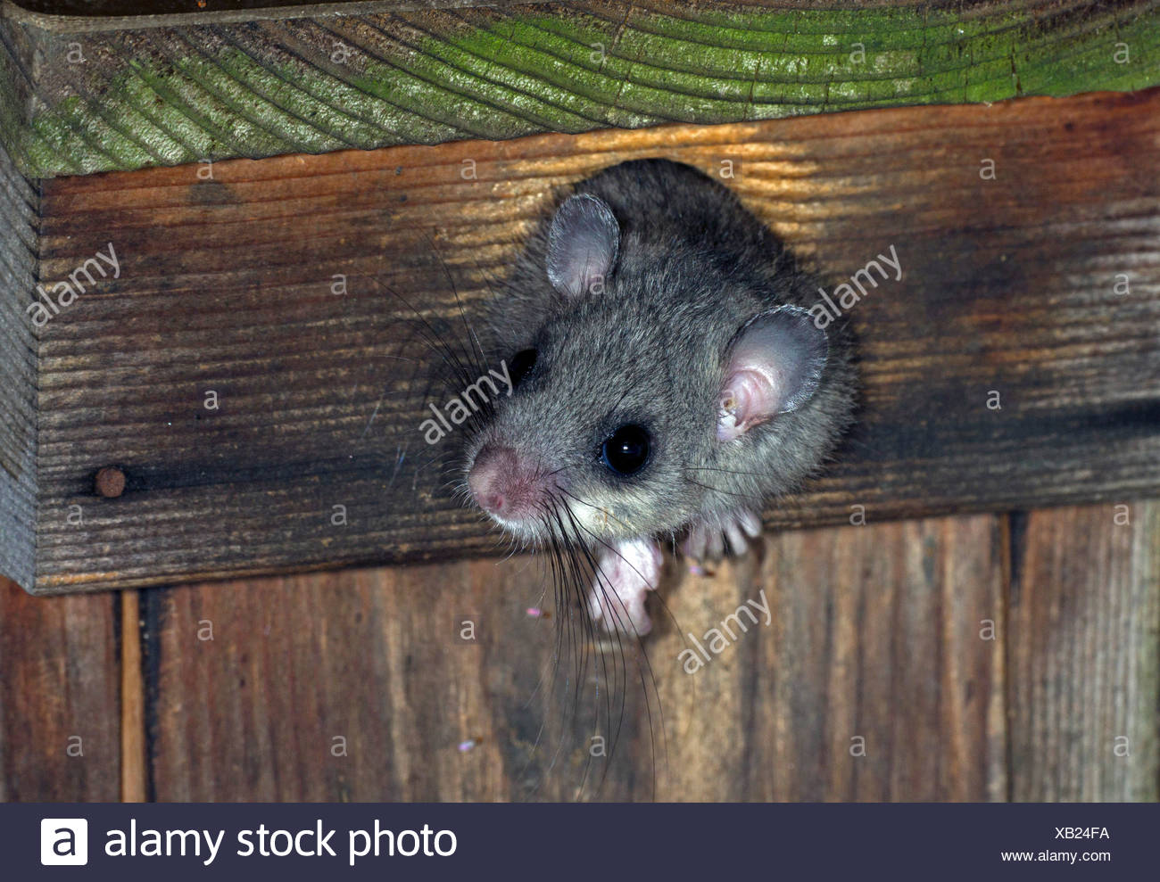 Fat Dormouse Glis Glis High Resolution Stock Photography and Images - Alamy