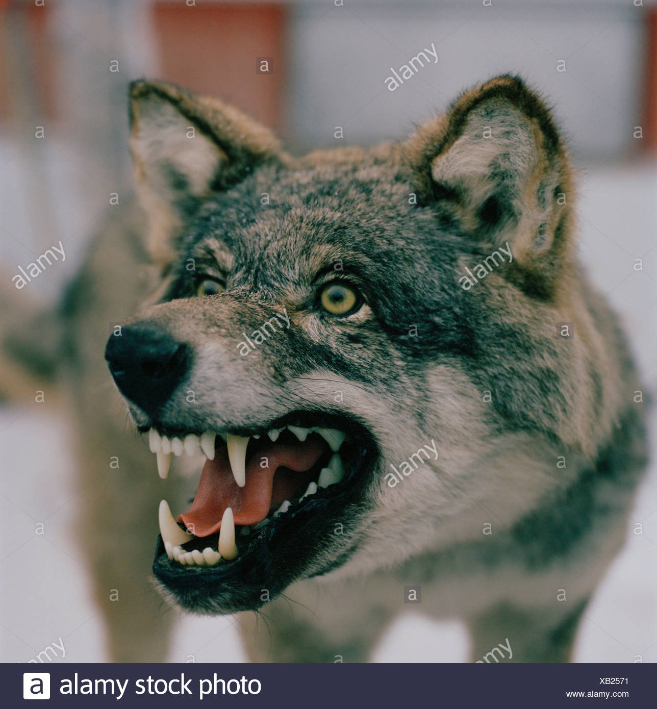 Grey Wolf Growling High Resolution Stock Photography and Images - Alamy
