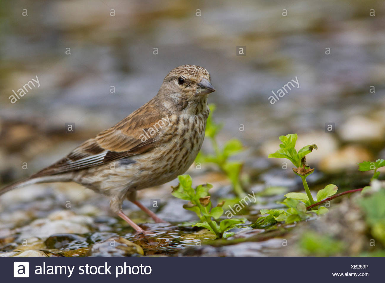 Female Linnet Bird High Resolution Stock Photography and Images - Alamy