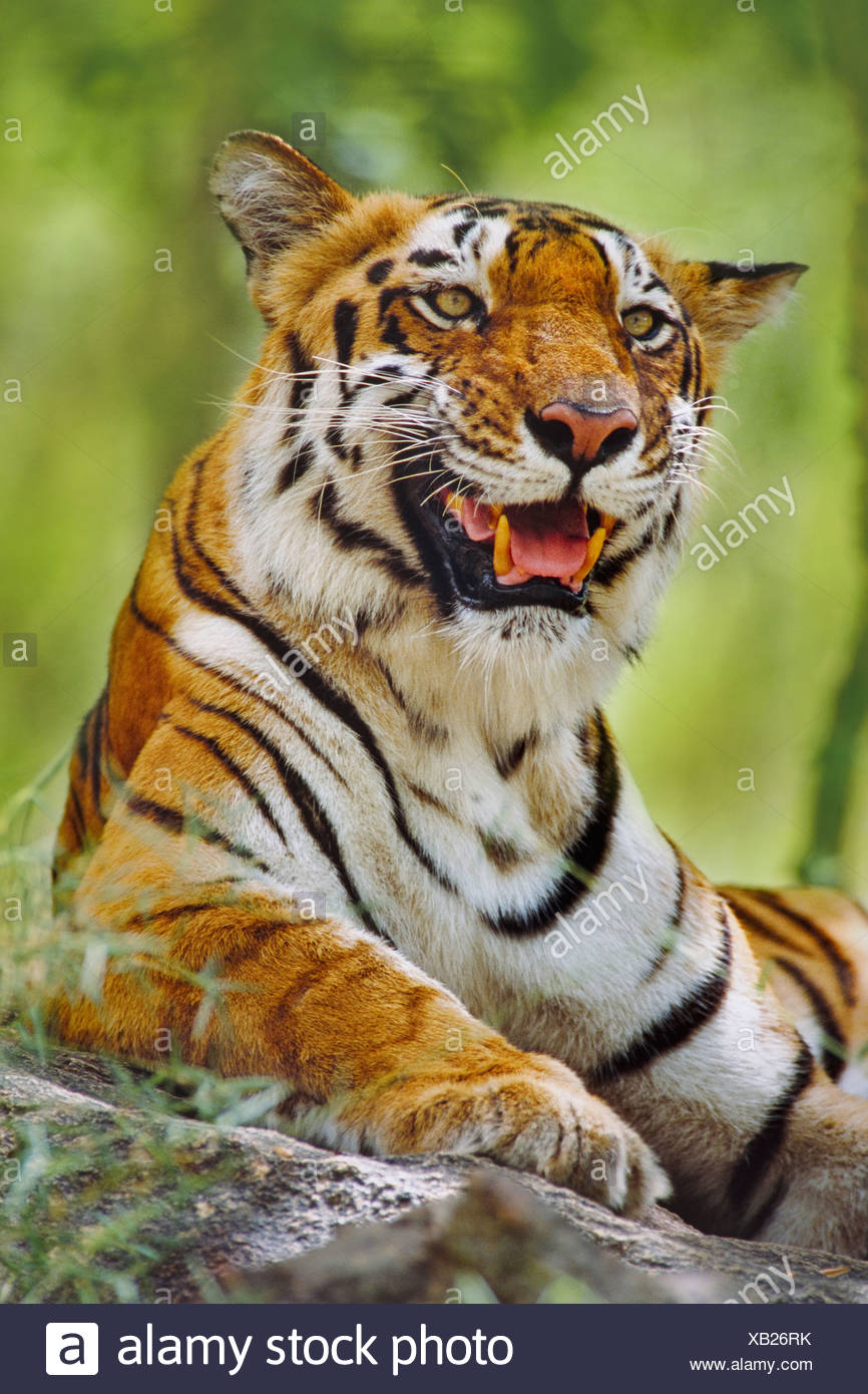 Wild Bengal Tiger Indian Tiger High Resolution Stock Photography and ...
