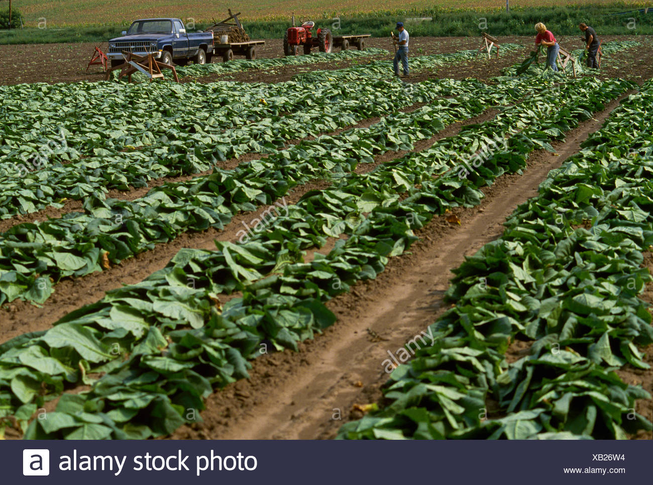 Burley Tobacco High Resolution Stock Photography and Images - Alamy